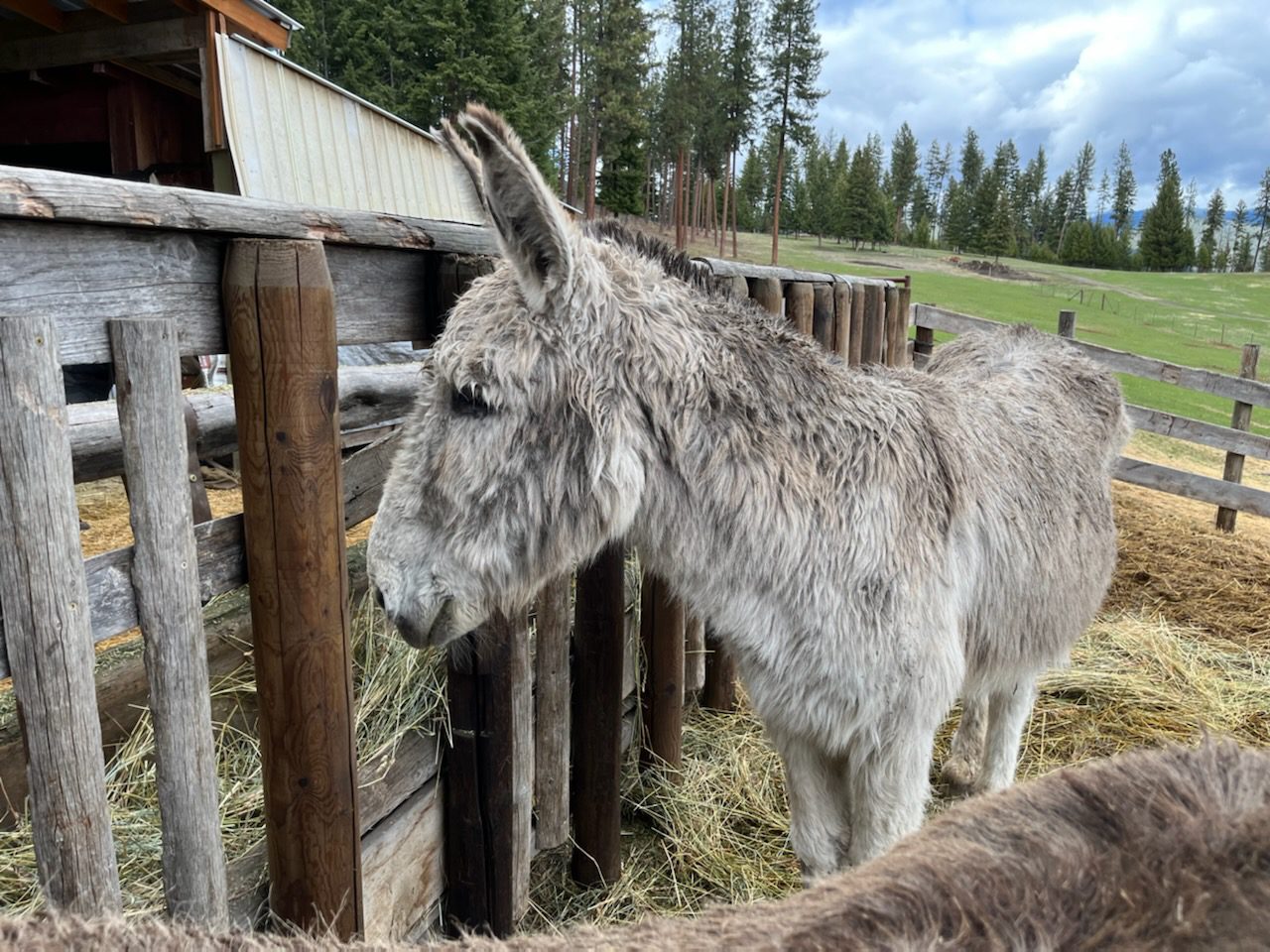 Donkeys In Montana - Queen Valley Mule Ranch