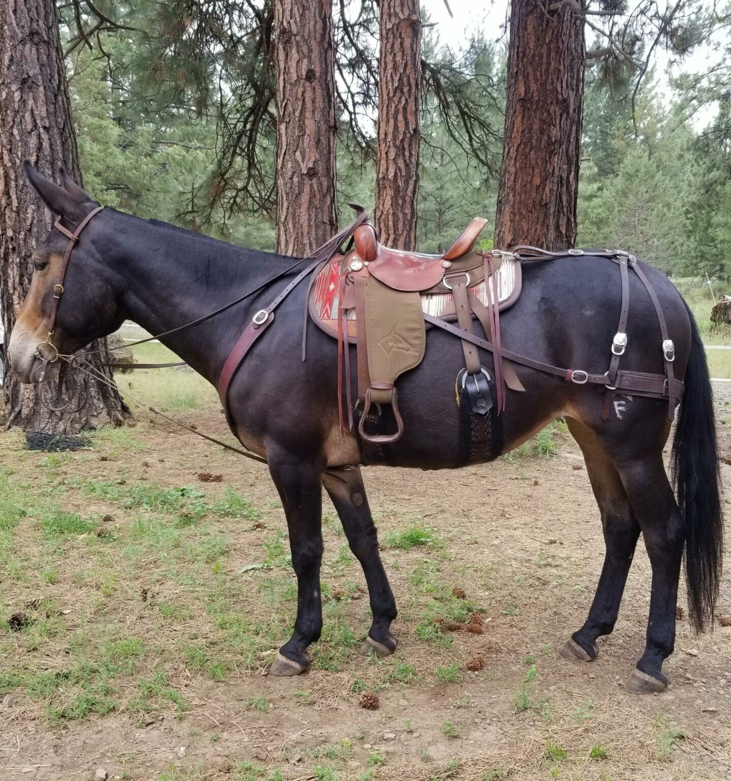 Mule Training Videos - Mule and Donkey Video Training | Steve Edwards