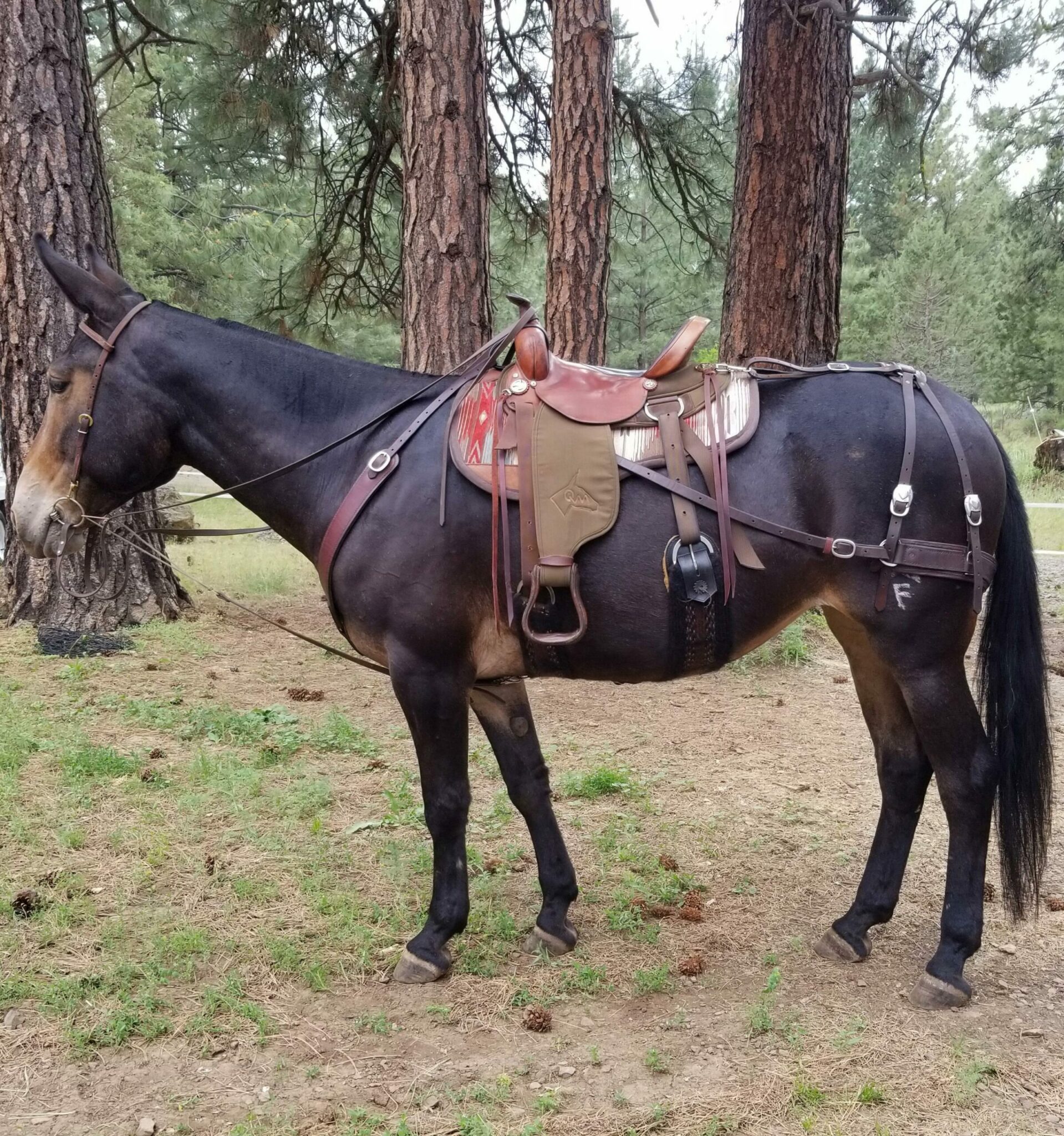 Expert Mule and Donkey Training with Steve Edwards