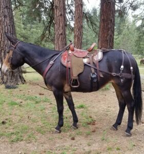 Expert Mule and Donkey Training with Steve Edwards