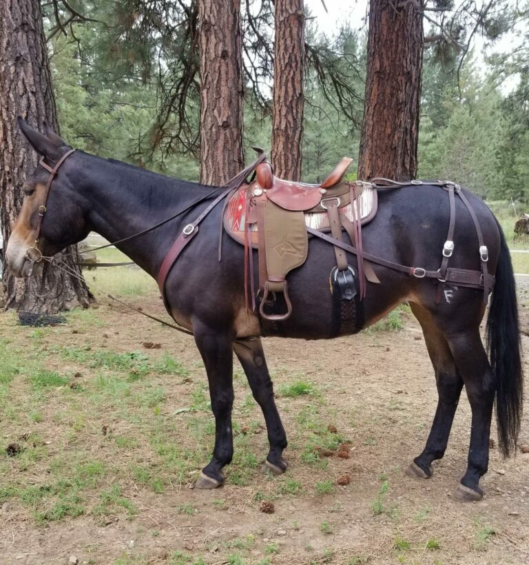 Mule Saddles - Made to Fit Your Mule or Donkey | Steve Edwards