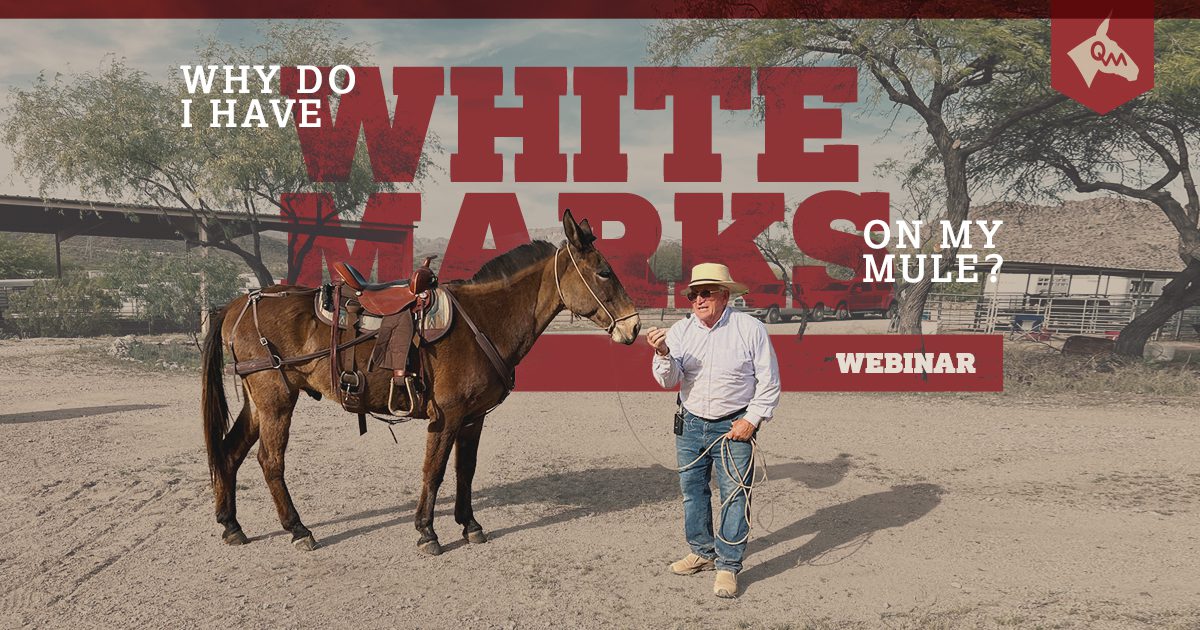 Why Are There White Marks On My Mule's Back? A Complete Guide to Causes ...