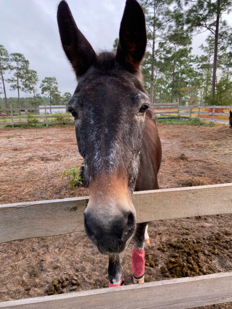 Main — About - Queen Valley Mule Ranch