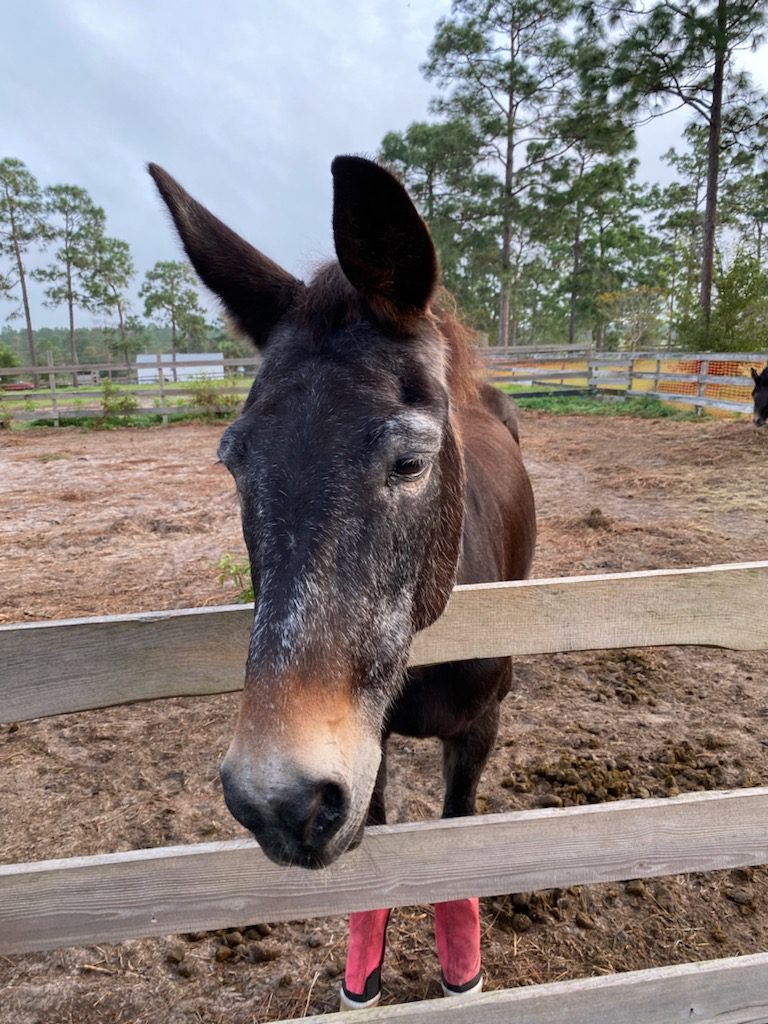 Main — About - Queen Valley Mule Ranch