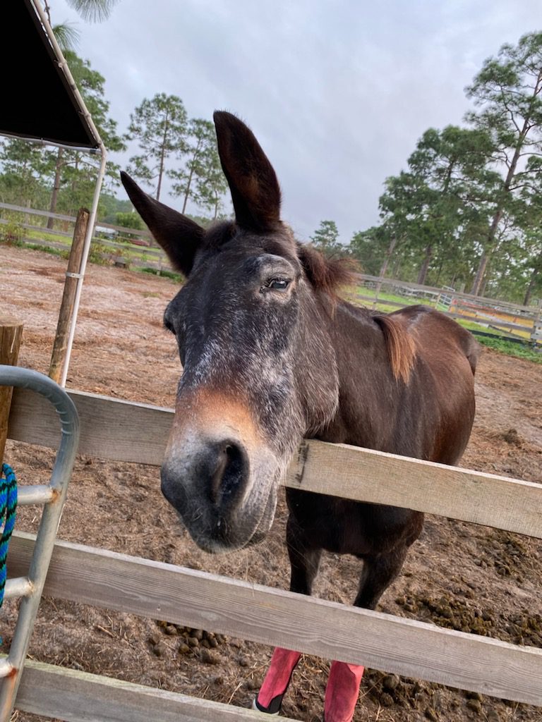 Main — About - Queen Valley Mule Ranch