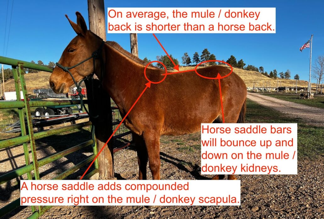 Why Are There White Marks On My Mule's Back? A Complete Guide to Causes ...
