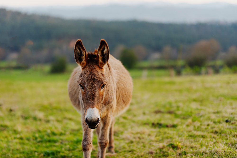 Why Are There White Marks On My Mule's Back? A Complete Guide to Causes ...