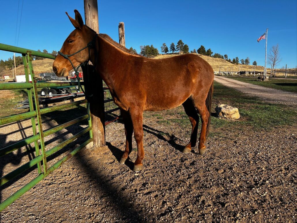 Why Are There White Marks On My Mule's Back? A Complete Guide to Causes ...