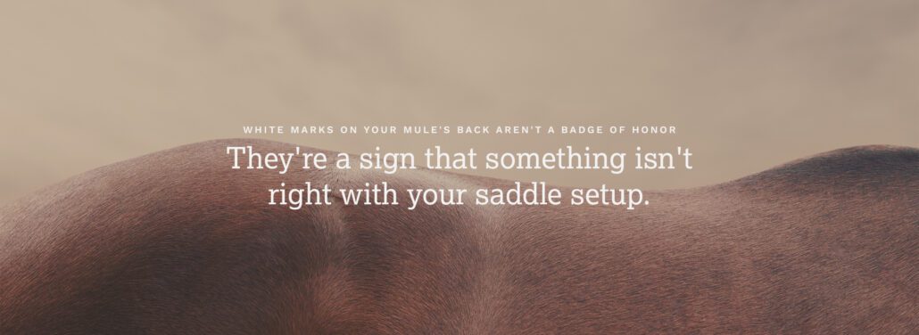 Why Are There White Marks On My Mule's Back? A Complete Guide to Causes ...