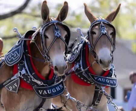 Mule Day in Columbia, TN - Queen Valley Mule Ranch