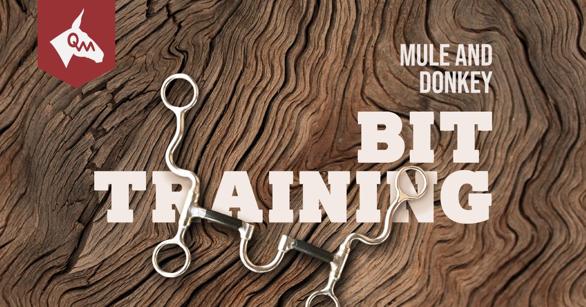Free Mule and Donkey Bit Training | Queen Valley Mule Ranch