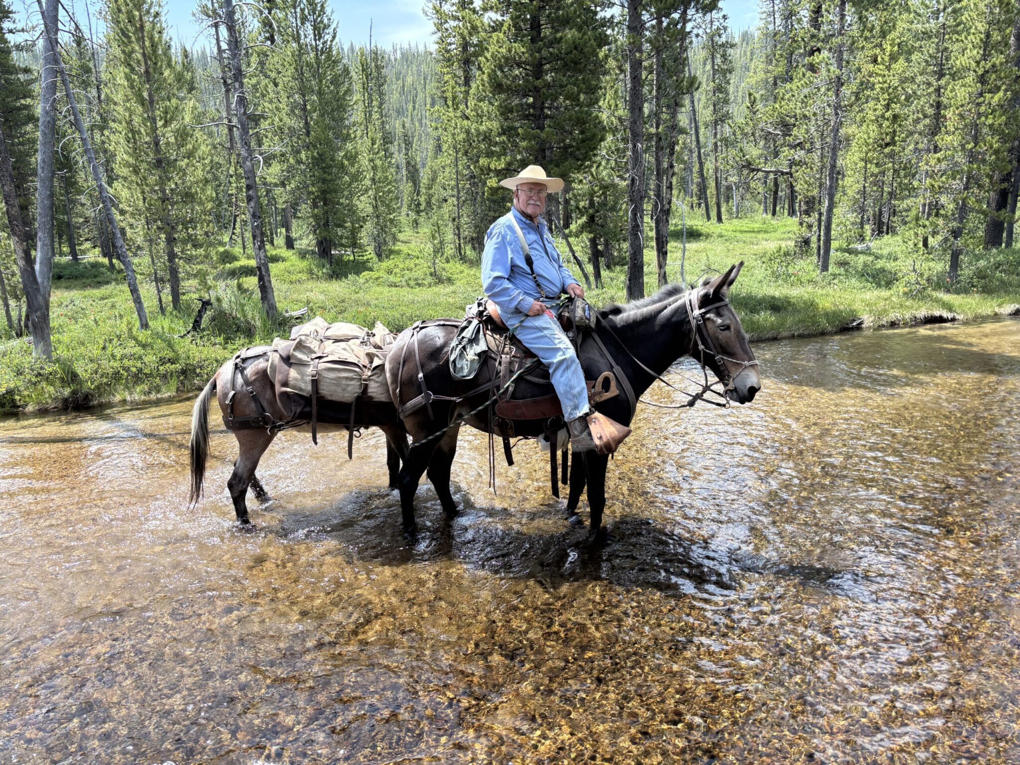 Mule and Donkey Tack, Saddles, and Training from Steve Edwards