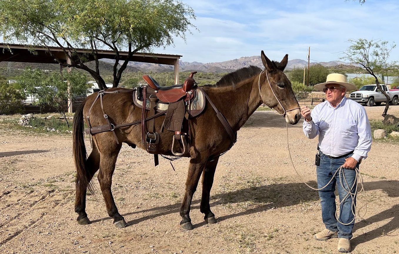 Mule Tack for Your Mule Saddle - Essential Gear - Queen Valley Mule Ranch