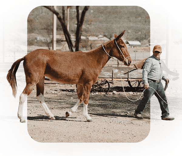 Grass Founder In Mules and Donkeys - Queen Valley Mule Ranch