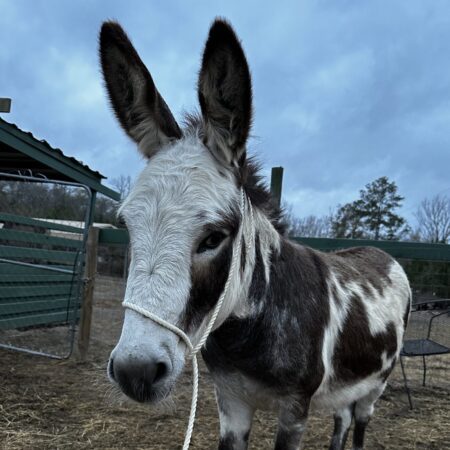 Mule and Donkey Saddles, Tack, and Training from Steve Edwards