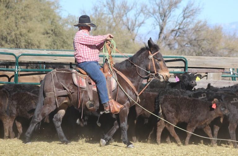 Mule and Donkey Saddles, Tack, and Training from Steve Edwards