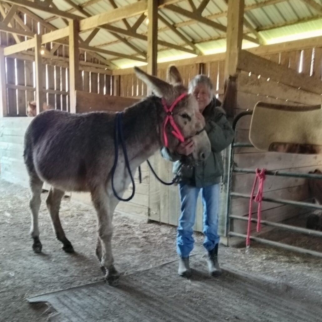 Training for Mules Works for Donkeys, Too | Queen Valley Mule Ranch