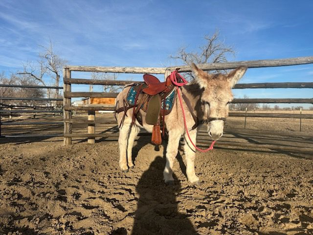 Small Donkey Saddle Fit: Why One Saddle Works on Every Size